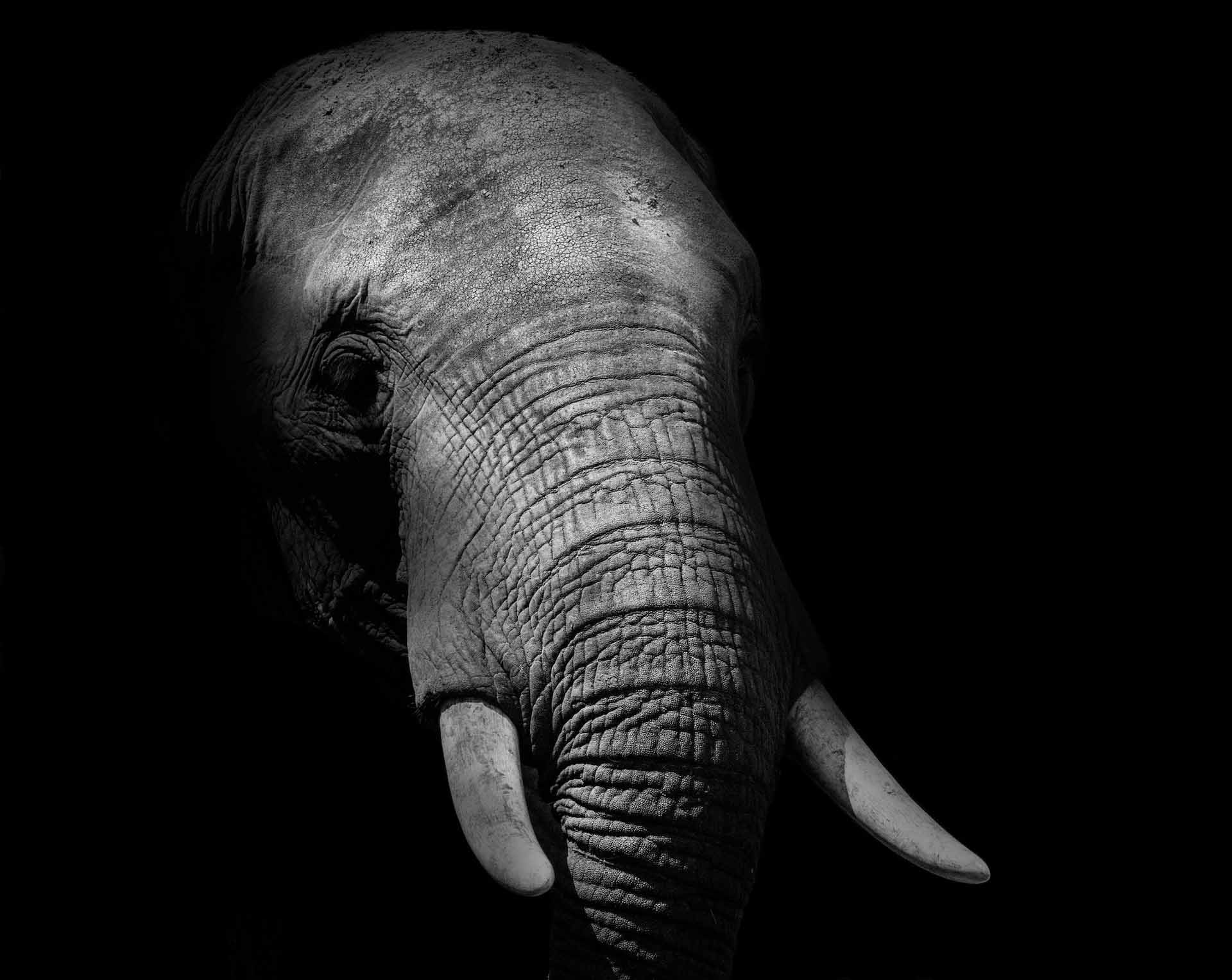 The dark, cloaked, scythe-wielding elephant in the room. - Jean-Marc Le ...